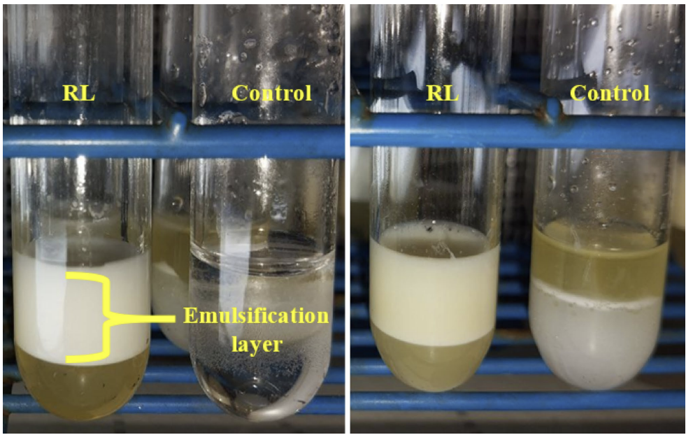 Figure 3. Emulsification layer formed by RL produced in a 5 L ...