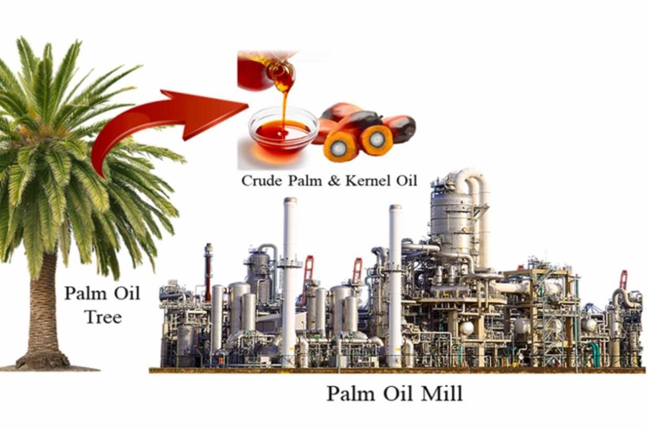 Palm oil expansion in Malaysia and its countermeasures through policy ...